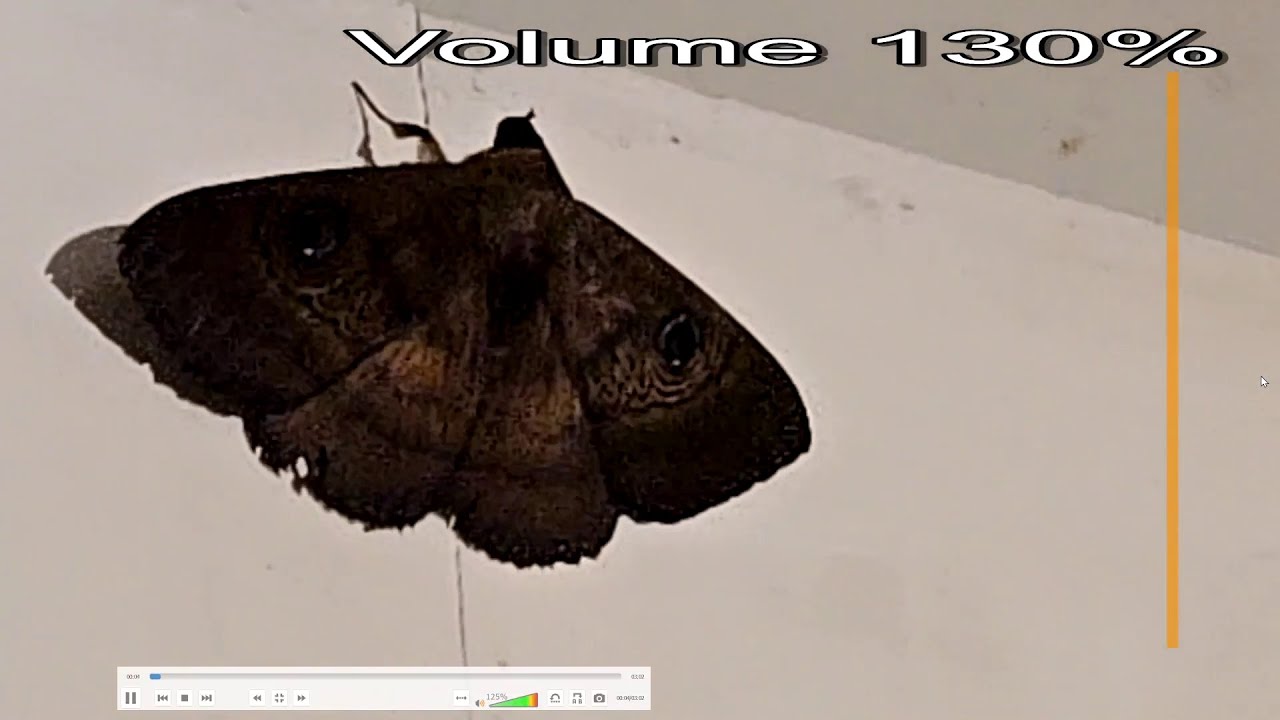 don't eat moths man prophet sees - YouTube