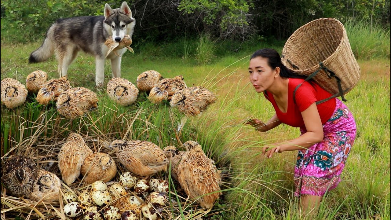 Catch many quail and pick egg in forest- Cooking quail for lunch eating ...