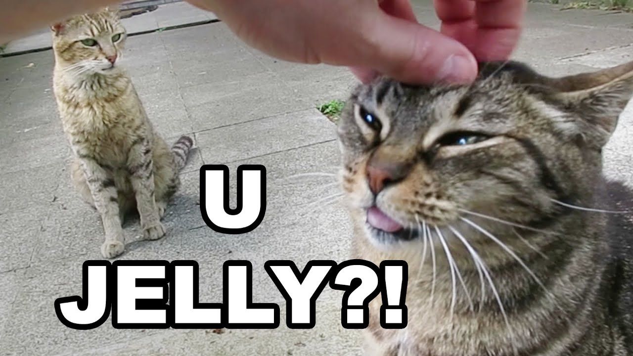 Derpy Cat and Jealous Friend - YouTube