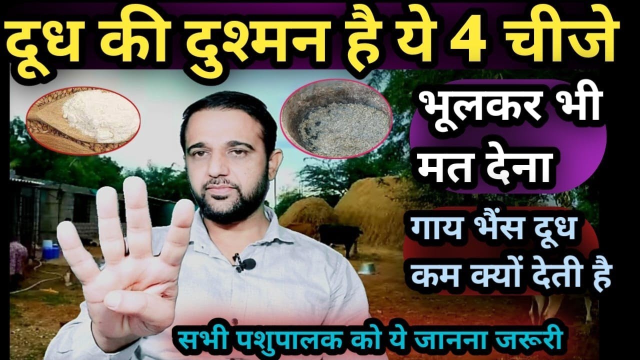 दूध की दुश्मन है ये 4 चीजे भूलकर भी मत देना😨गाय भैंस दूध कम क्यों देती ...