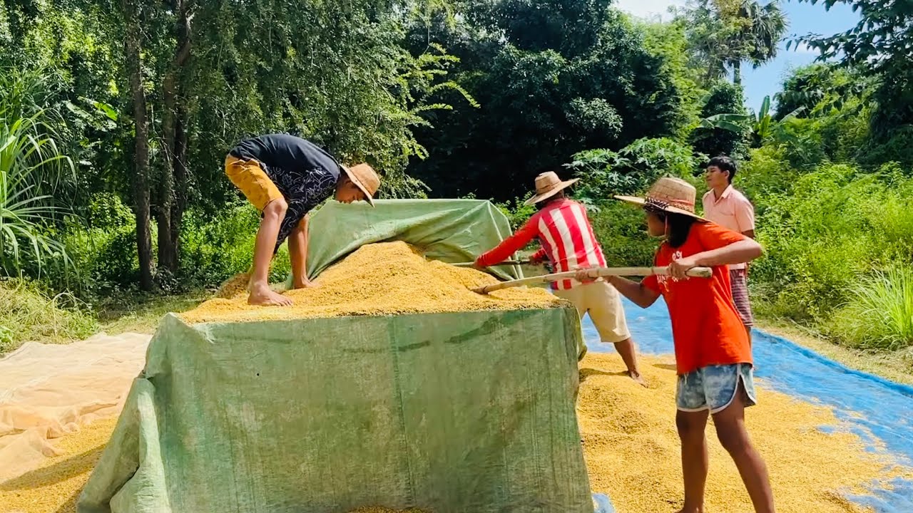 Drying rice crops under the sun and making Samlor papaya pork ribs soup ...