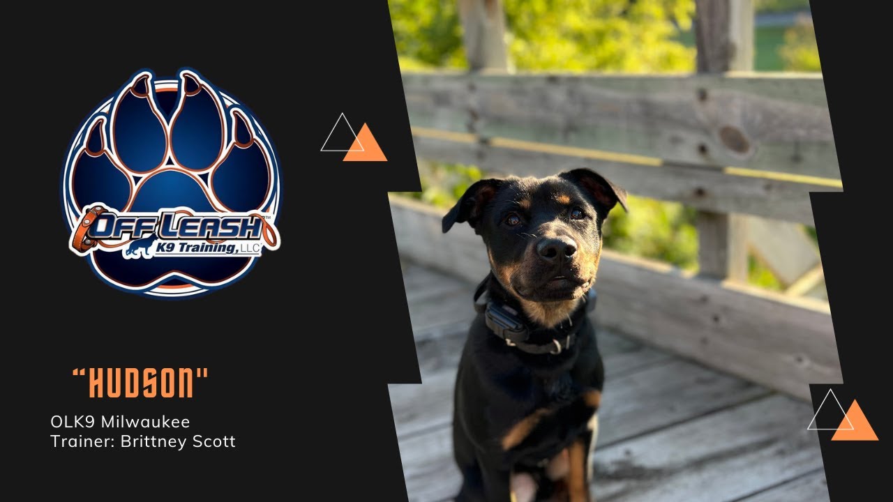 6 M/O Mix "Hudson" | Reactive to Awesome | Milwaukee Dog trainers - YouTube