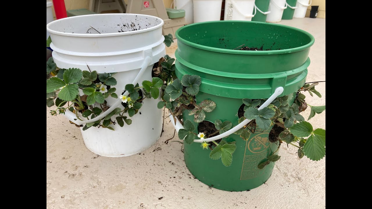 20 Strawberry Plants in 2 Buckets - DIY - YouTube