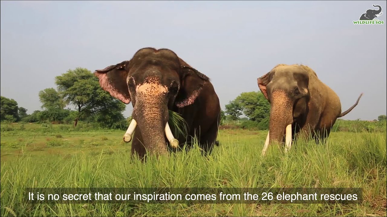 A Virtual Tour of the Wildlife SOS Elephant Hospital - YouTube