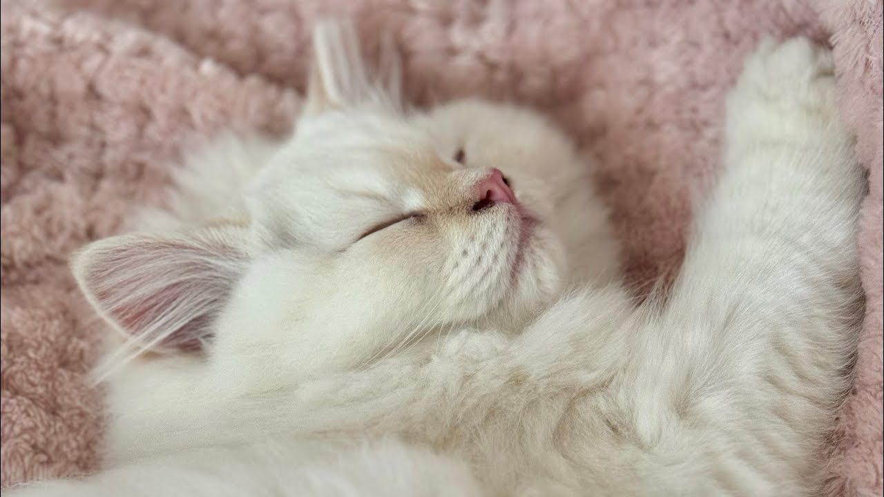 The Biggest Purring Machine 💕 - YouTube