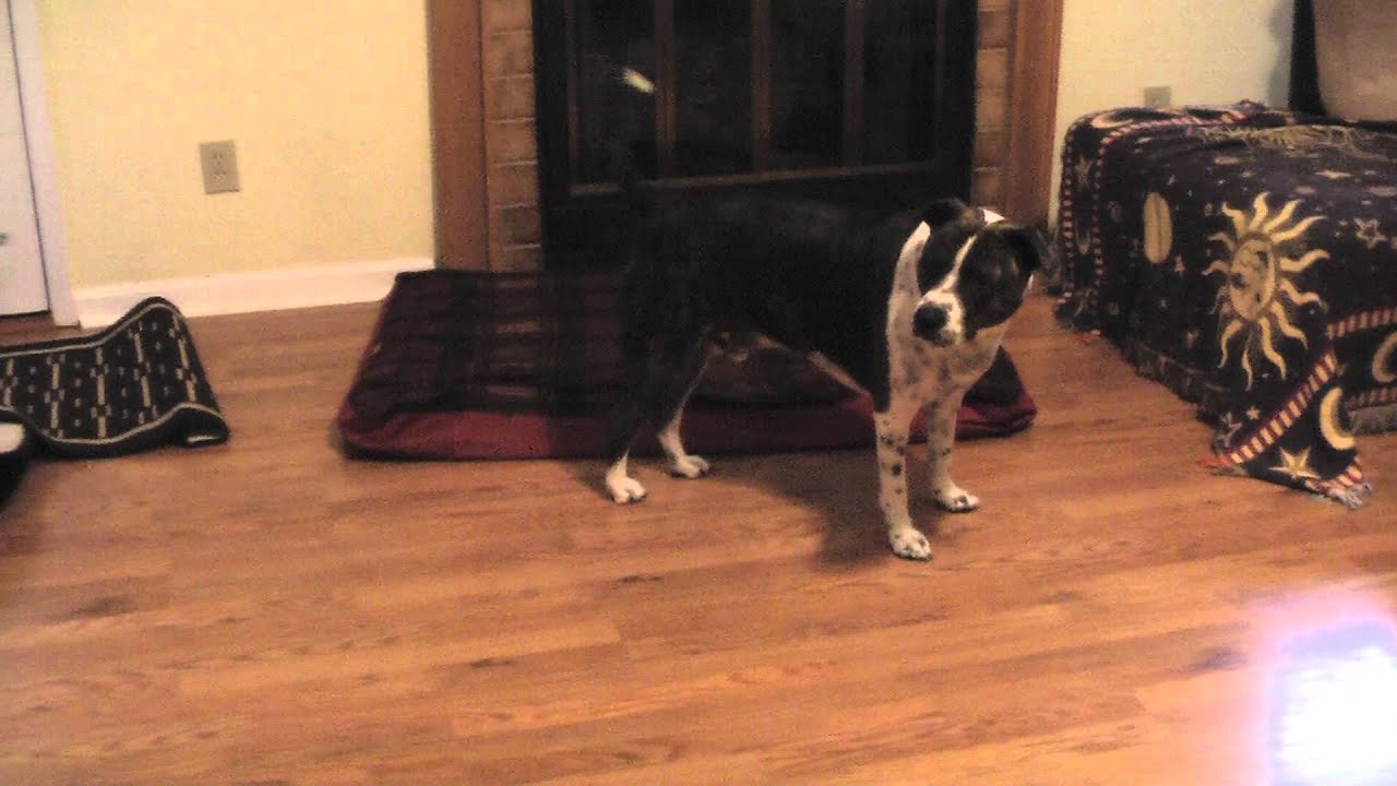 Apollo DSA Test Offlead with dog - YouTube