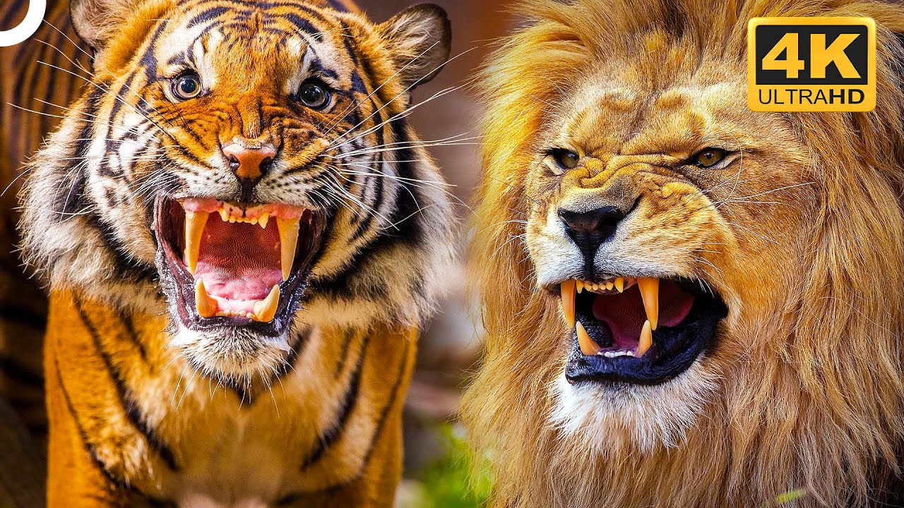 DEADLIEST PREDATORS: THE KING OF THE ANIMAL KINGDOM | WILDLIFE ...