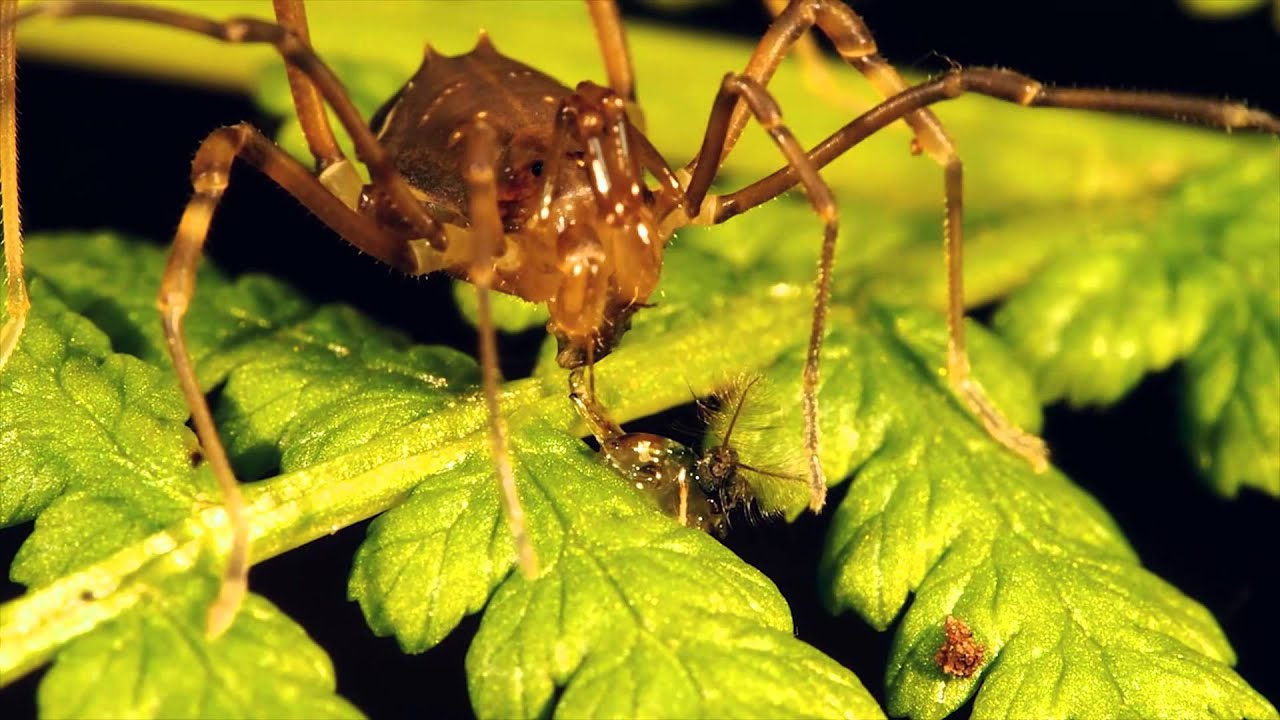 Tropical harvestman feeding on a midge AVI - YouTube