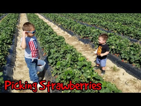 #StrawberryField Picking strawberries/ Strawberry field/ Kids picking strawberries