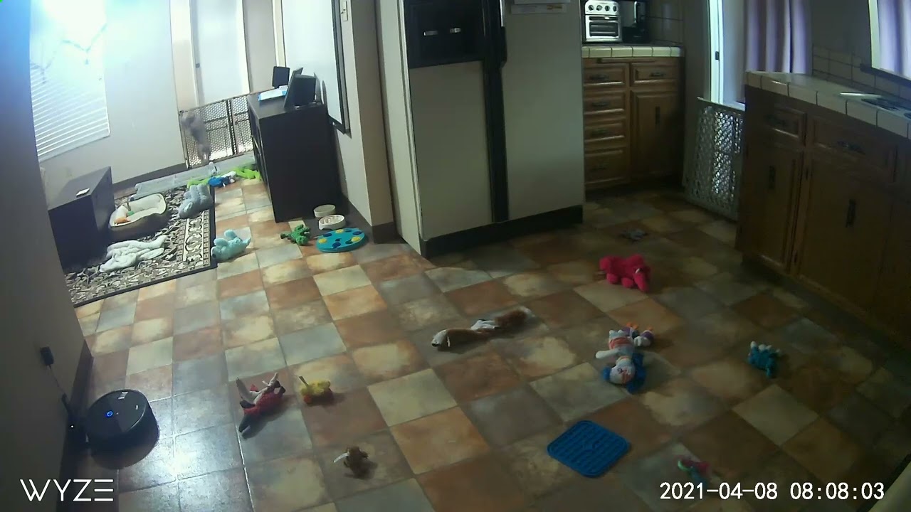 Scamp Week 7 - YouTube