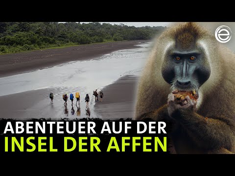 Unter Afrikas Affen ‒ Das Abenteuer (Making-of) | Erlebnis Erde