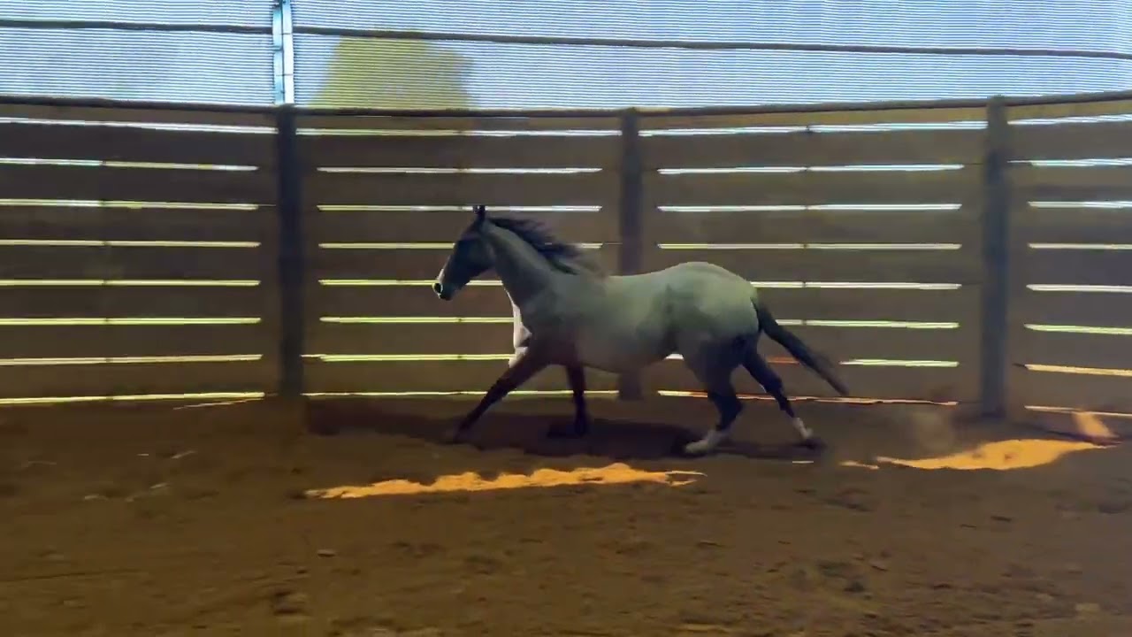 Yearling Filly by Metallic Cattack - YouTube