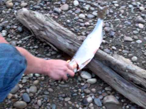 exploding fish - YouTube