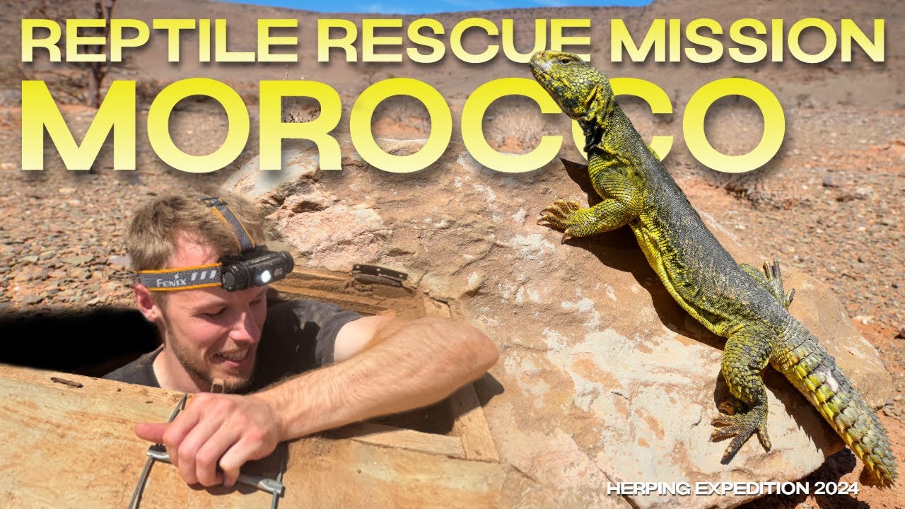 Reptile Rescue Mission: MOROCCO (Herping Expedition 2024) - YouTube