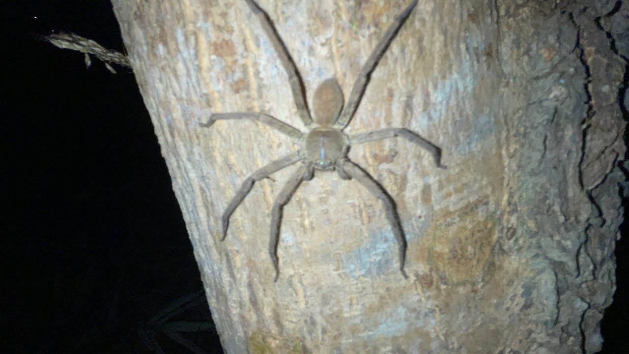Wow black spider on the tree 😲😲😲 - YouTube