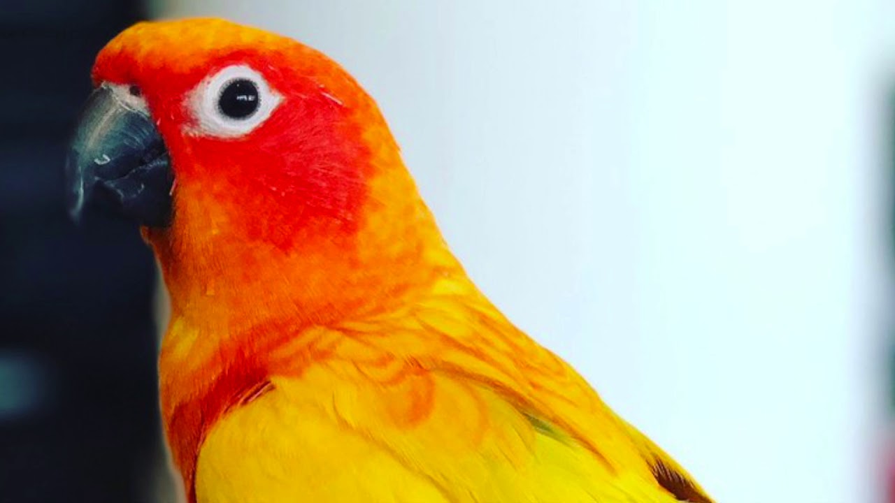 RIP MAVERICK SONG - FOR MAVERICK THE PARROT (EXTREMELY SAD) - YouTube