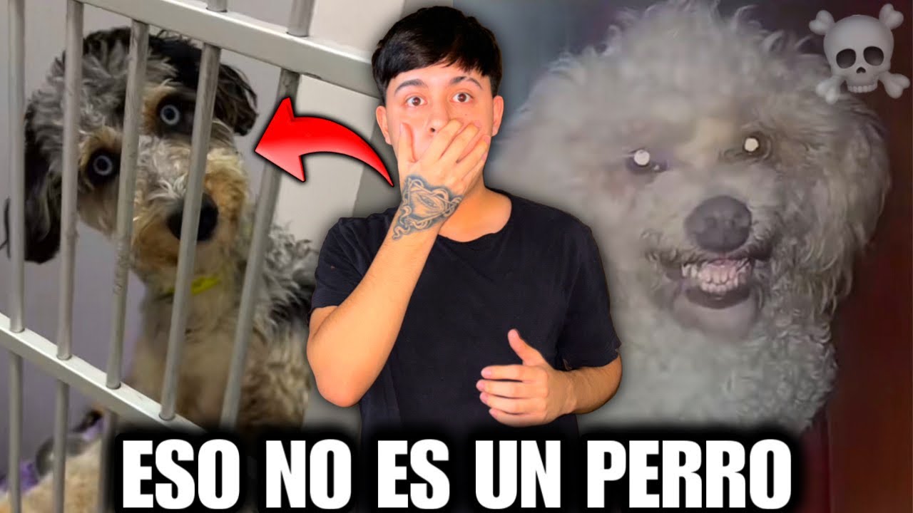 CUIDADO CON TU PERRO!! 😱 ES UN SKINWALKER | TEN CUIDADO - YouTube