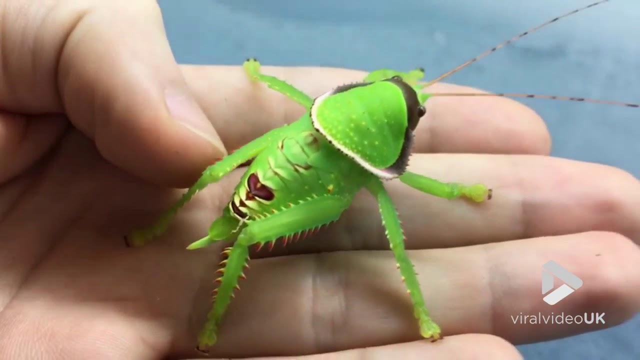 Big Bugs Compilation || Viral Video UK - YouTube
