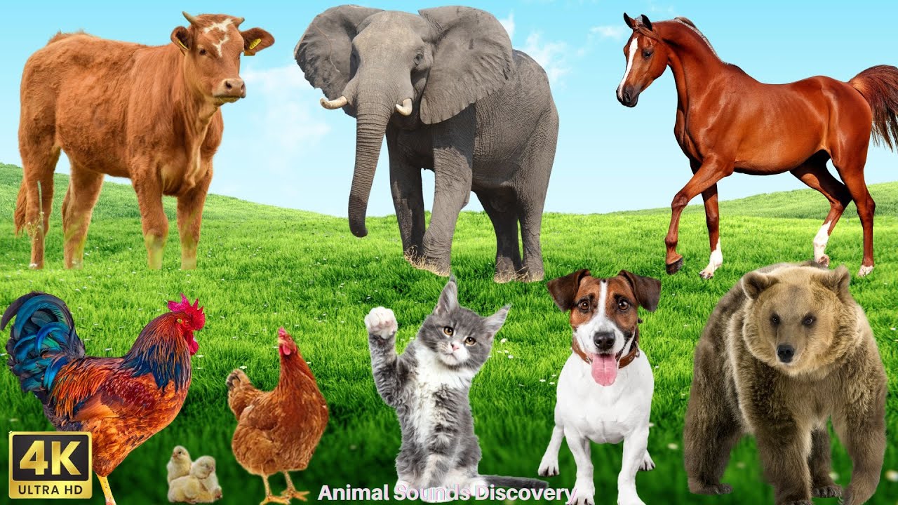 The Wonderful Sounds of Animals: Cow, Horse, Elephant, Monkey, Chicken ...