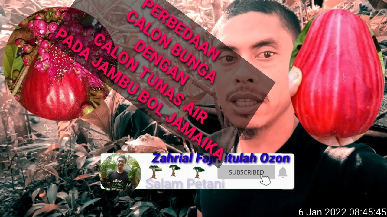 perbedaan calon tunas air dengan calon bunga jambu jamaika - YouTube