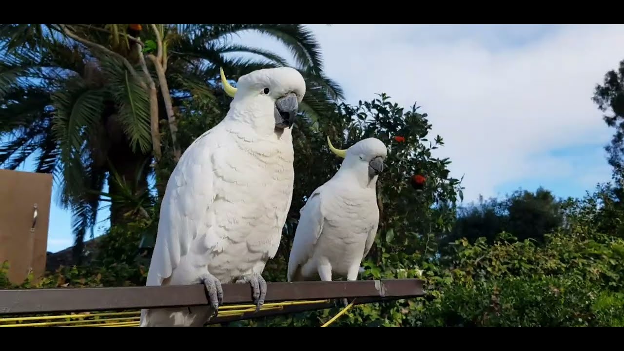 Stunning Australian Native Birds Explore My Yard: Cockatoos, Rainbow ...