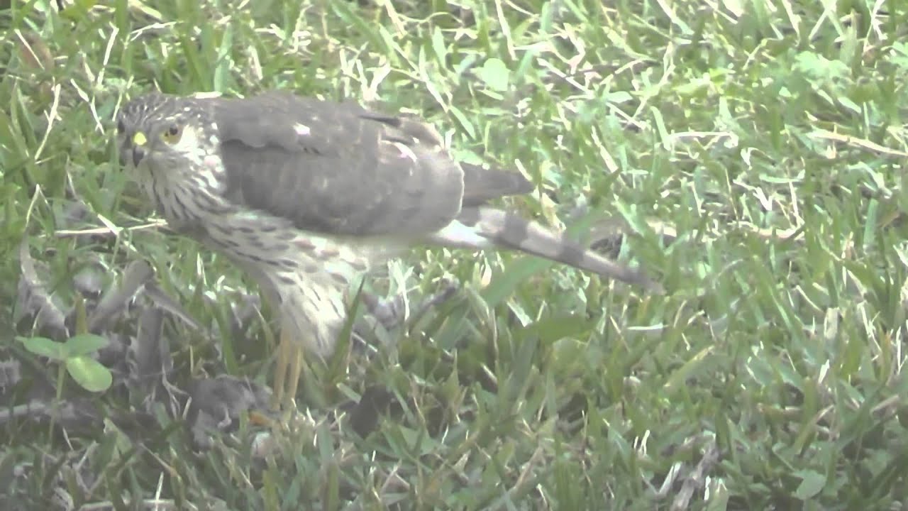 Birds of Prey "Pint size HAWK" EATS Dove - YouTube