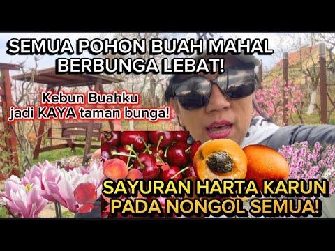 UPDATE KEBUNKU ROMANIA! BUAH BUAH MAHAL BERBUNGA LEBAT! SAYURAN HARTA KARUN MUNCUL SEMUA!🇷🇴 