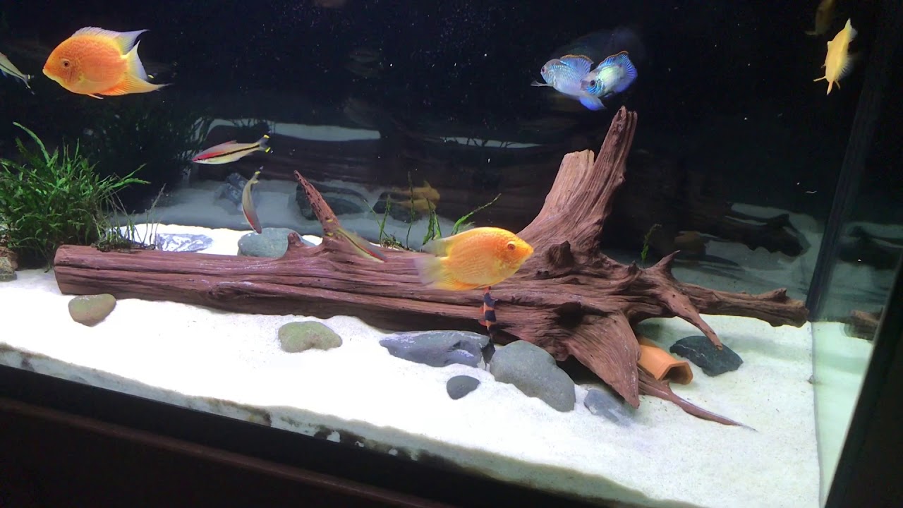 120 Gallon Red Severum Tank - YouTube