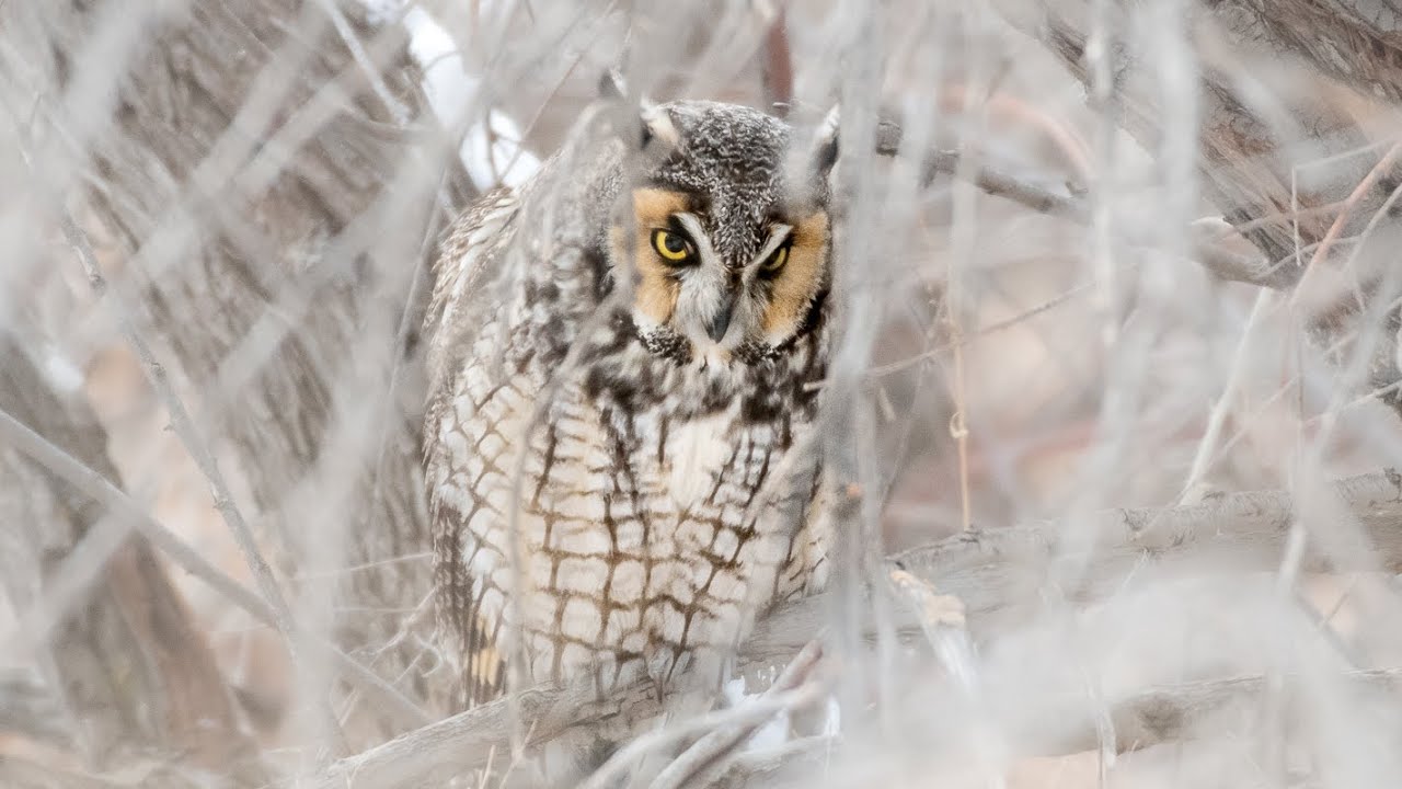 Long-eared Owls Roosting - YouTube
