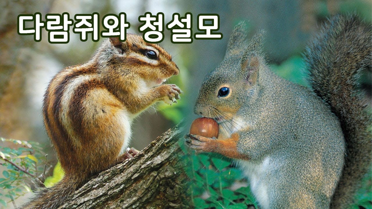 다람쥐와 청설모 만 3세 토모노트 Youtube