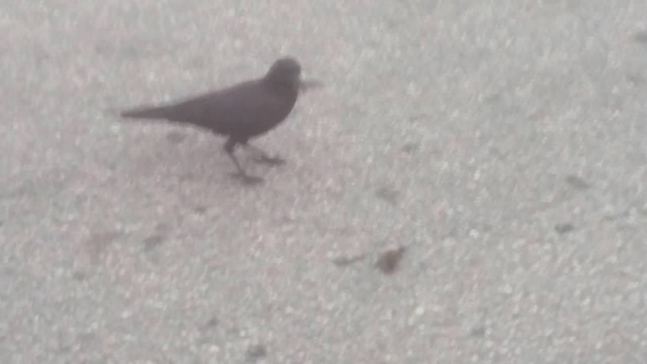 Crow catches mouse & flies off to eat it. - YouTube