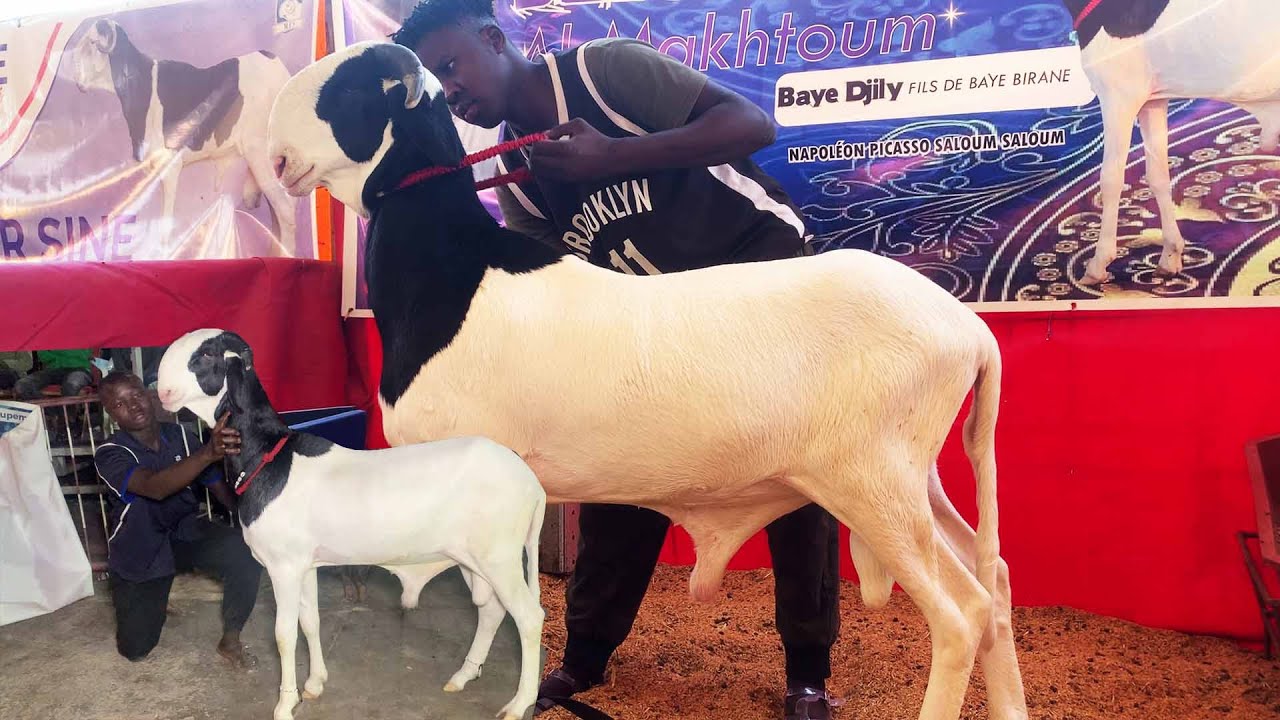 BAYE DJILY PETIT FILS DE NAPALEON FILS DE BAYE BIRANE LA RELEVE DE ...