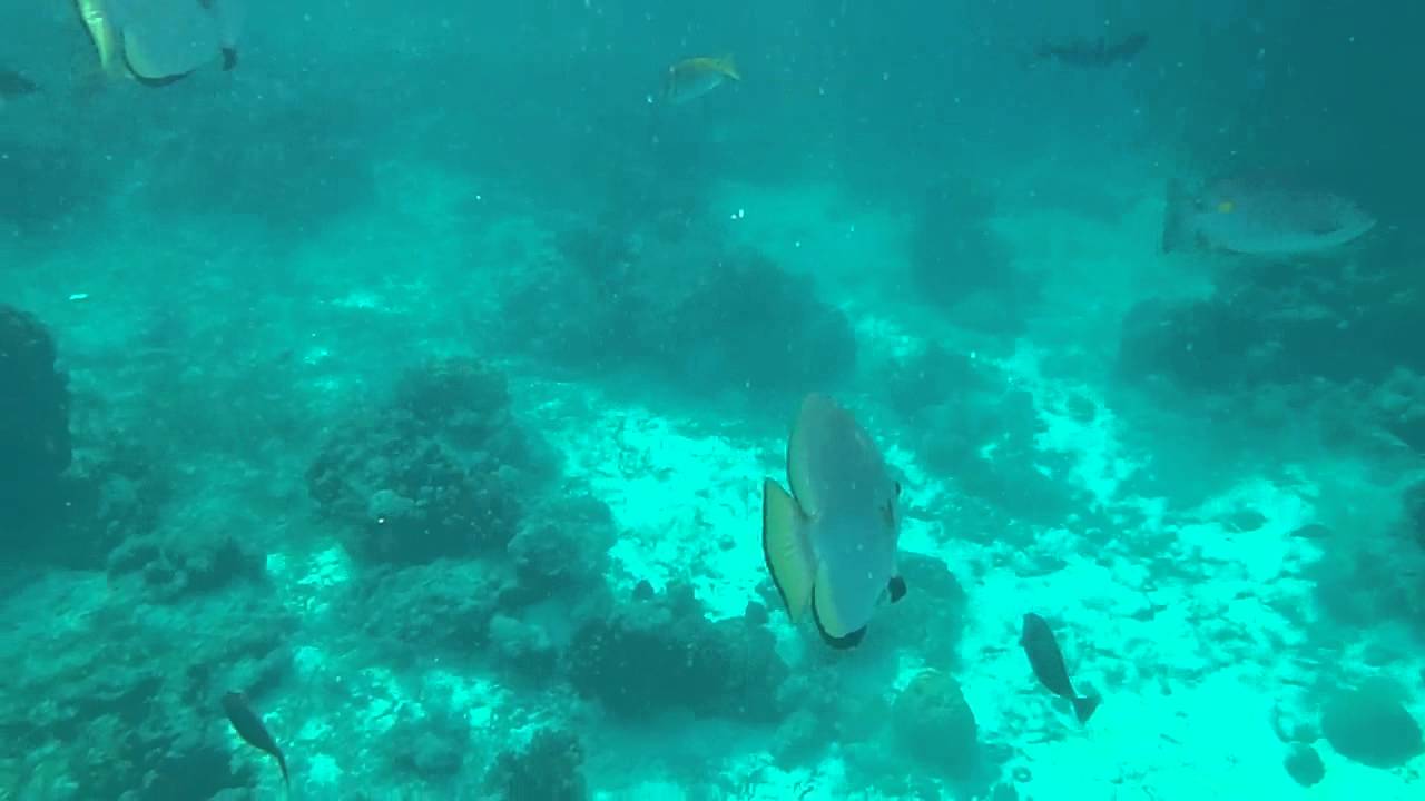 Snorkelling @ Gilutongan Island / Marine Sanctuary, Cordova, Cebu City ...