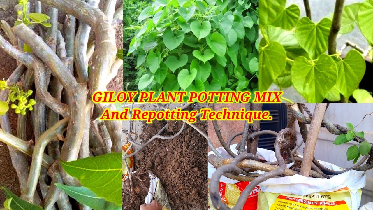 Giloy Plant Care,Best Potting mix and Repotting Technique.Giloy Plant ...