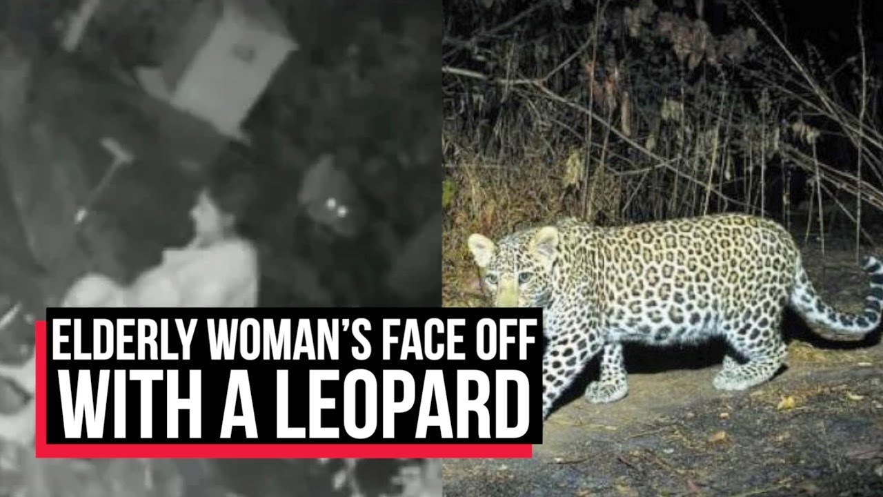 Watch Viral Video: Woman Fights Off Leopard With Walking Stick In ...