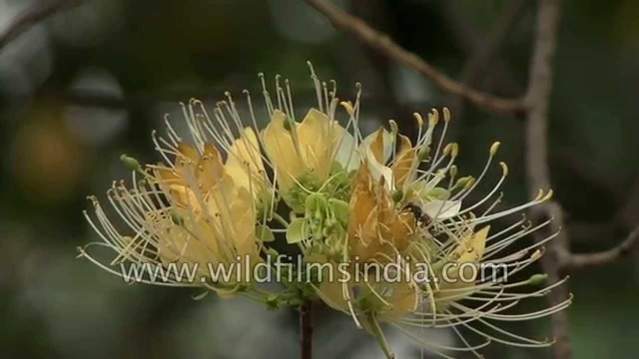 Sacred Barna or Crateva religiosa is a beautiful all-Indian tree - YouTube