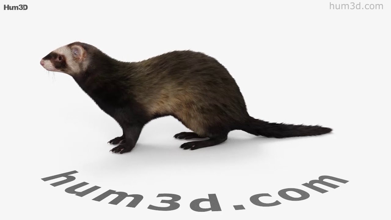 Ferret 3D model by 3DModels.org - YouTube