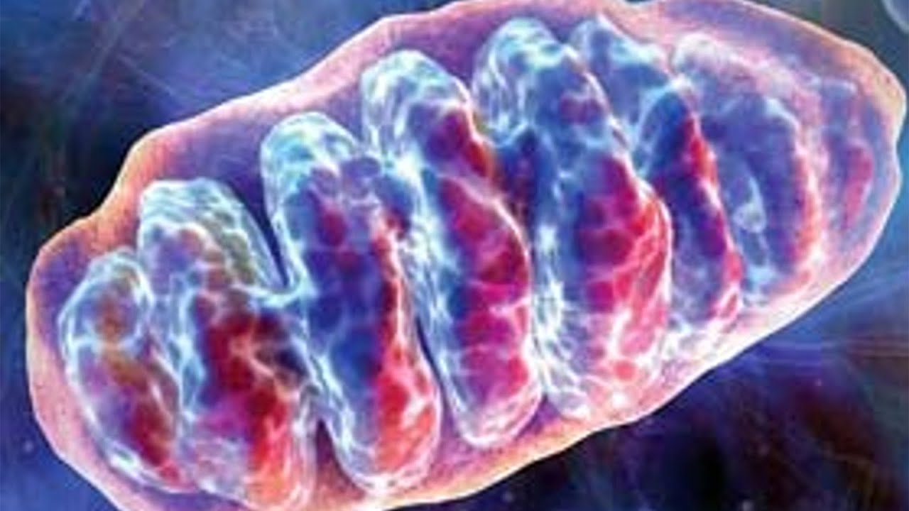 Professor Patrick Chinnery - Mitigating mitochondrial mutational ...