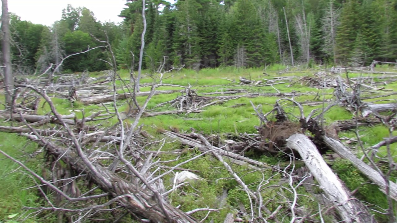 Portage between Wasaksina Lake & Cross Lake, Temagami, ON, Aug 14, 2019 ...