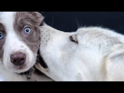 Meet Ro - the Goat Herding SuperDog- Spring Farm Update - YouTube