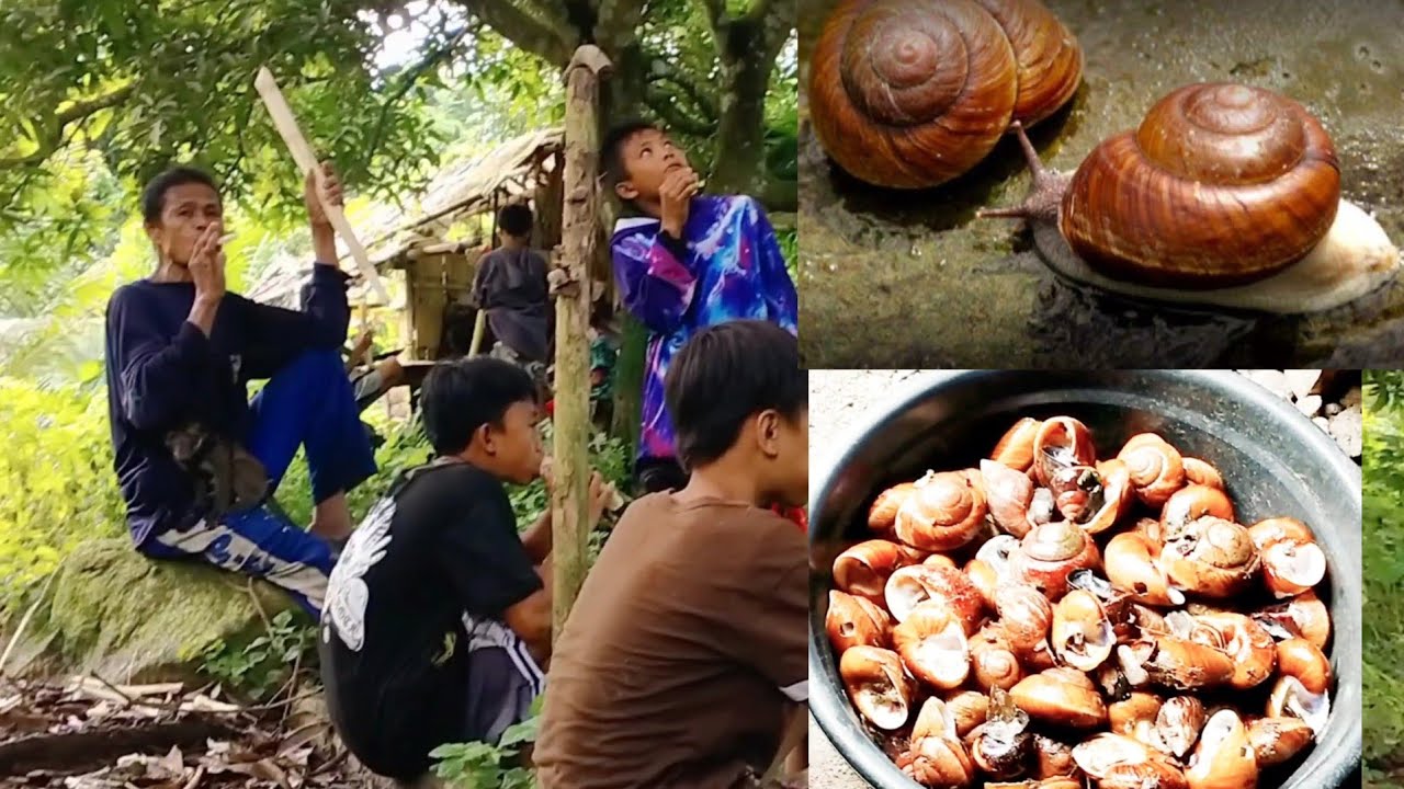 "BAYUKO" Wild food in Jungle | Life in Jungle | D'Hunter - YouTube