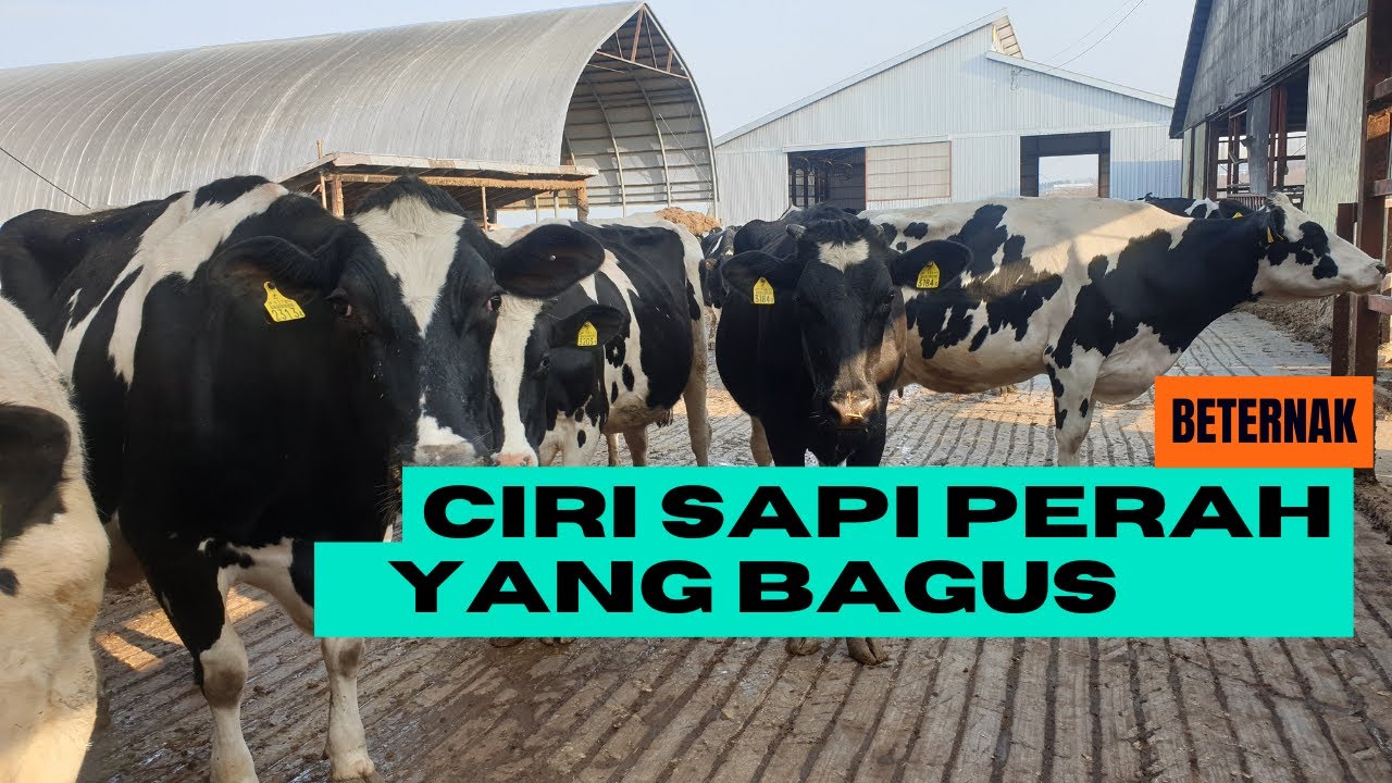 Ciri Sapi Perah Yang Bagus - YouTube