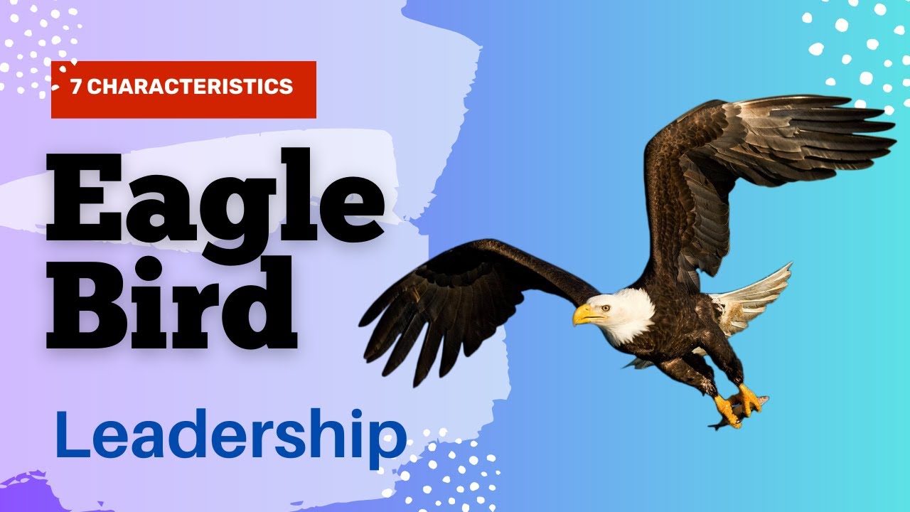 The 7 Characteristics Of An Eagle And Why They Are Vital For Good ...