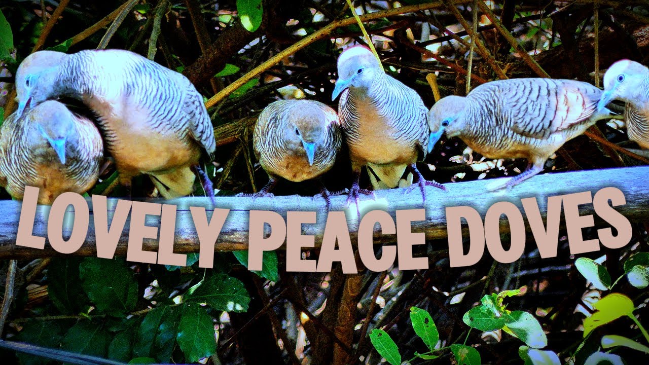 Beautiful Ground Dove, Peace Doves at backyard - YouTube