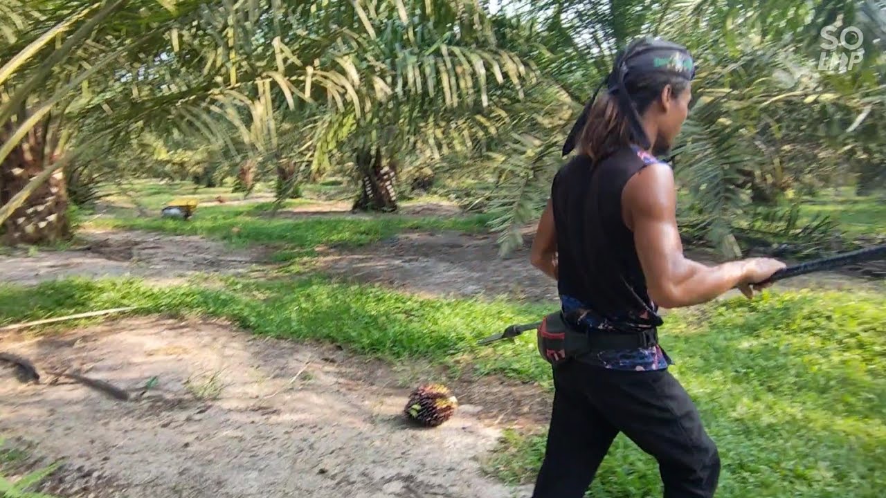sawit 4 th baru pruning ‼️ sawit rimbun Malaysia ⁉️ - YouTube