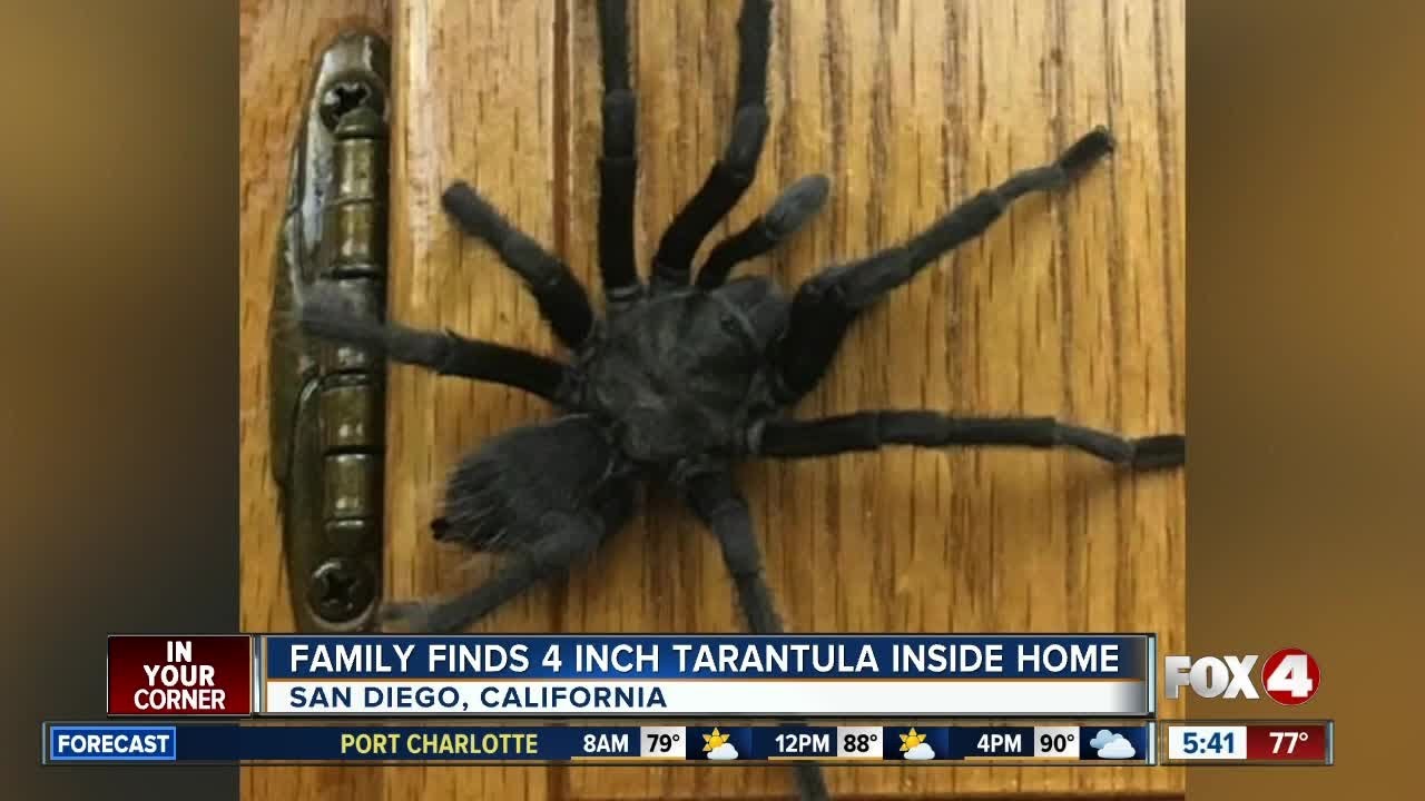 Family finds 4-inch tarantula inside home - YouTube