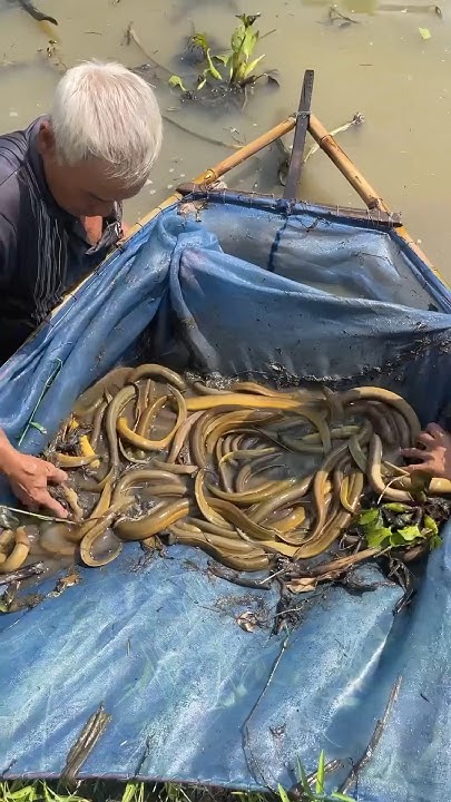 Trapping giant eel fish with primitive survival skills - YouTube