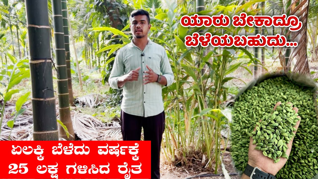 ಬಯಲುಸೀಮೆಯಲ್ಲಿ ಏಲಕ್ಕಿ ಲಕ್ಷ ಲಕ್ಷ ಆದಾಯ ಪಡೆಯುತ್ತಿರುವ ರೈತ 🌿| Elakki farming ...