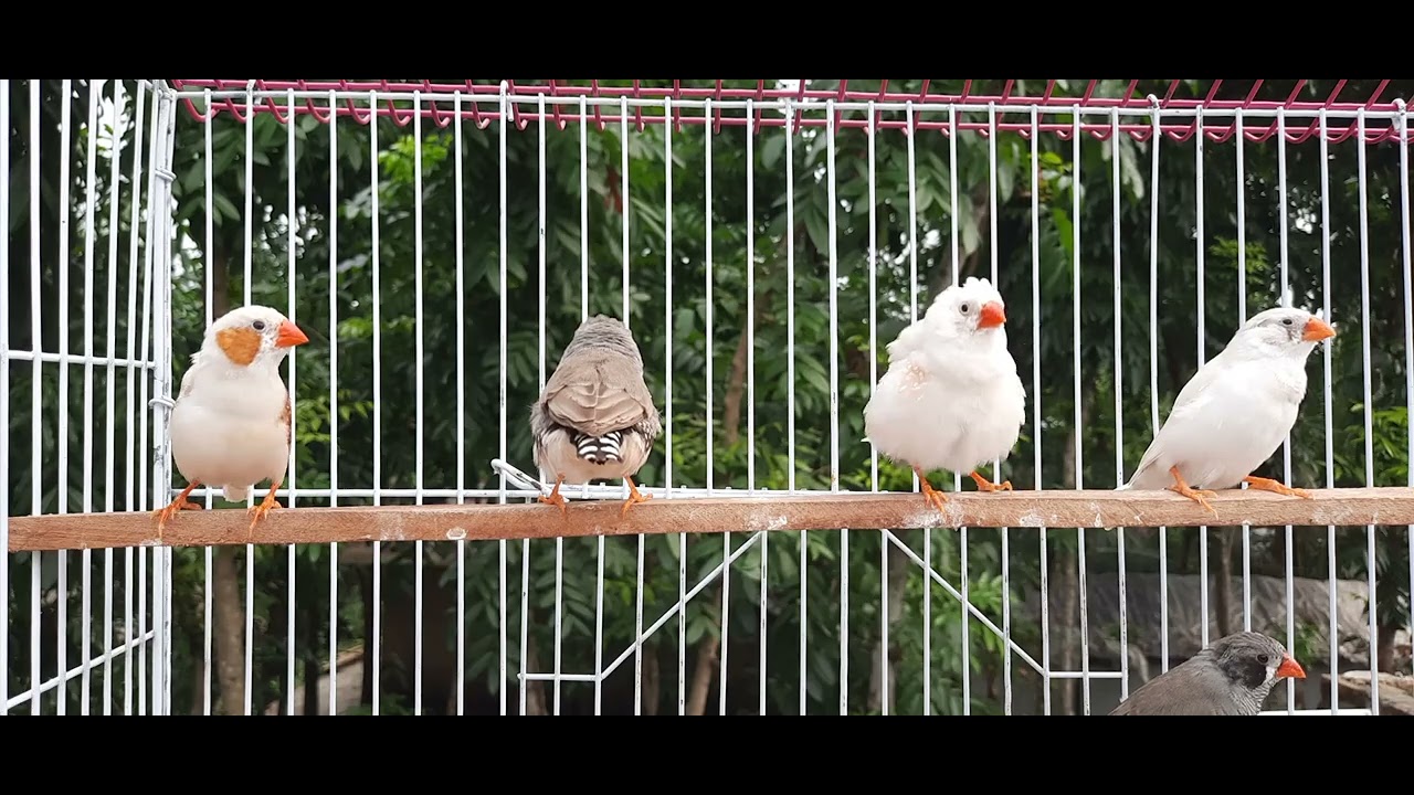 Zebra finch singing beautiful song - YouTube