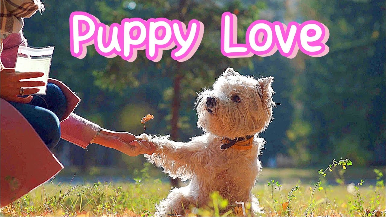 PUPPY LOVE - English song ｜with Lyrics - YouTube